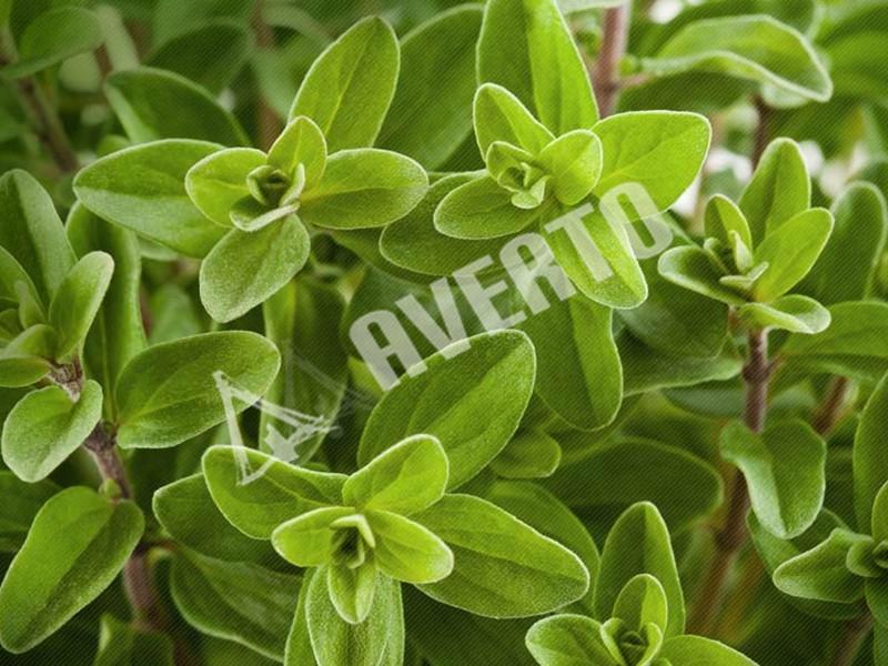 MAJORĀNS - senais laimes simbols