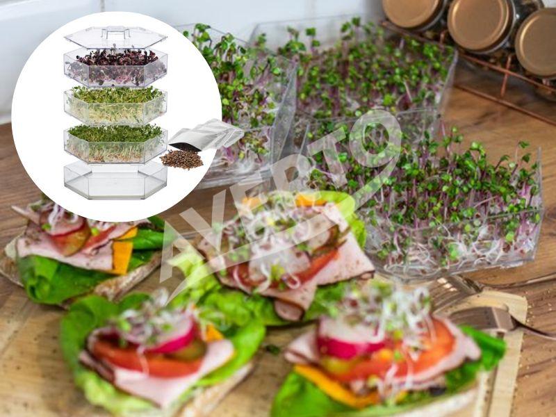 Multi tier (3-tier) seed sprouter (sprouting) + radish seeds | Averto